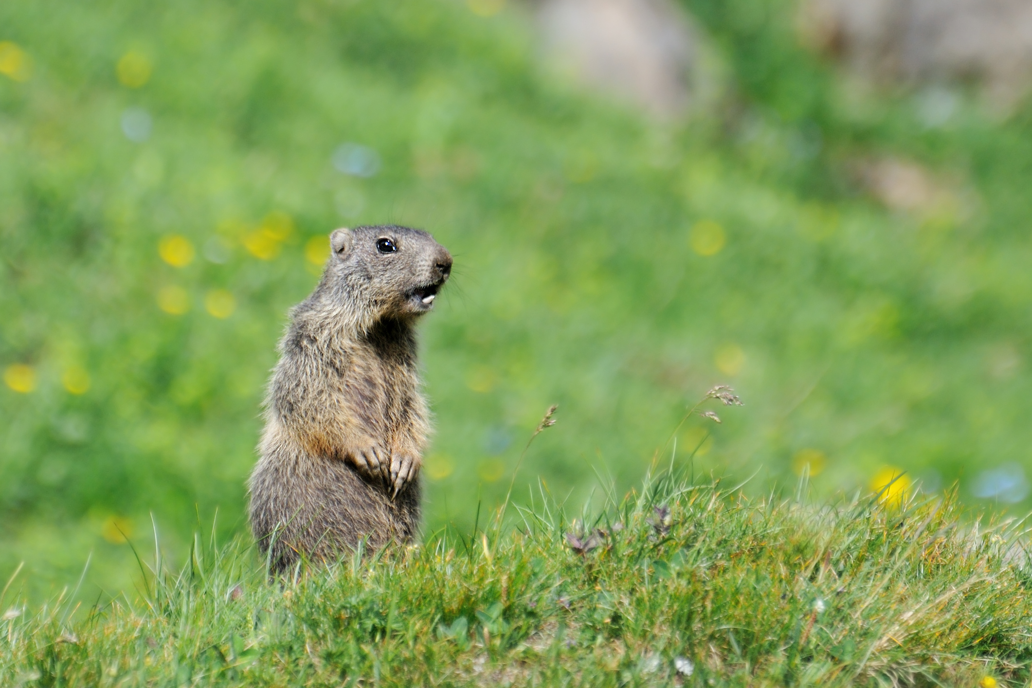 How Groundhog Day Affects Your Winter Heating | HVAC | Fort Wayne, IN